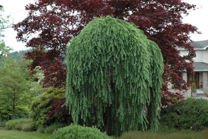 Larix decidua ' Pendula ' Weeping Larch - Kigi Nursery