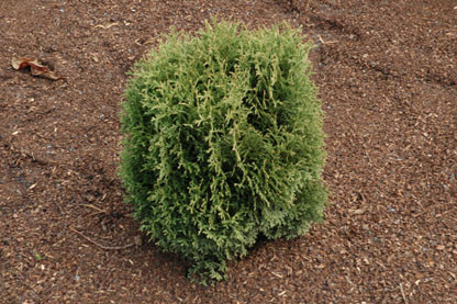 Thuja occidentalis ' Waterfield ' Miniature American Arborvitae - Kigi ...