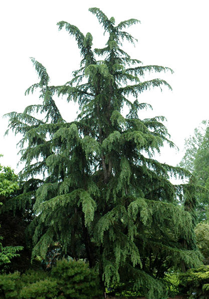 Cedrus deodara ' Shalimar ' Hardy Himalayan Cedar - Kigi Nursery