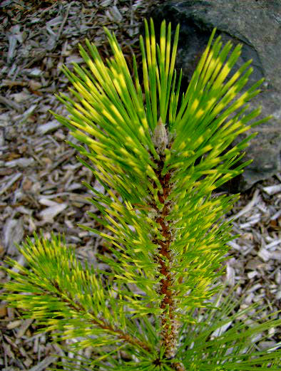 Pinus thunbergiana 'Shirome janome' Variegated Japanese Black Pine ...