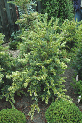 Pinus parviflora 'Fukai' Variegated Japanese White Pine - Kigi Nursery