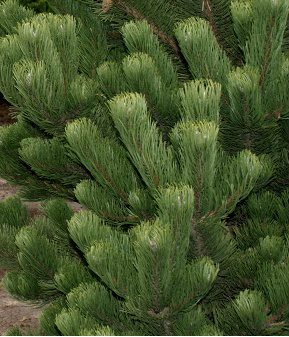 Pinus nigra 'Oregon Green' Deep Green Austrian Pine - Kigi Nursery