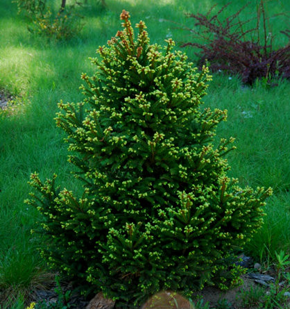 Picea abies 'Ohlendorfii' Dwarf Norway Spruce - Kigi Nursery