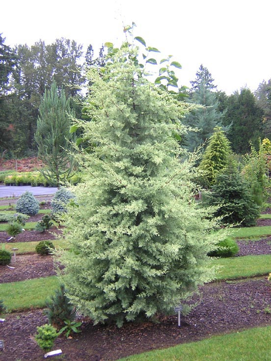 Cupressus glabra 'Chaparral' Columnar White Arizona Cypress - Kigi Nursery