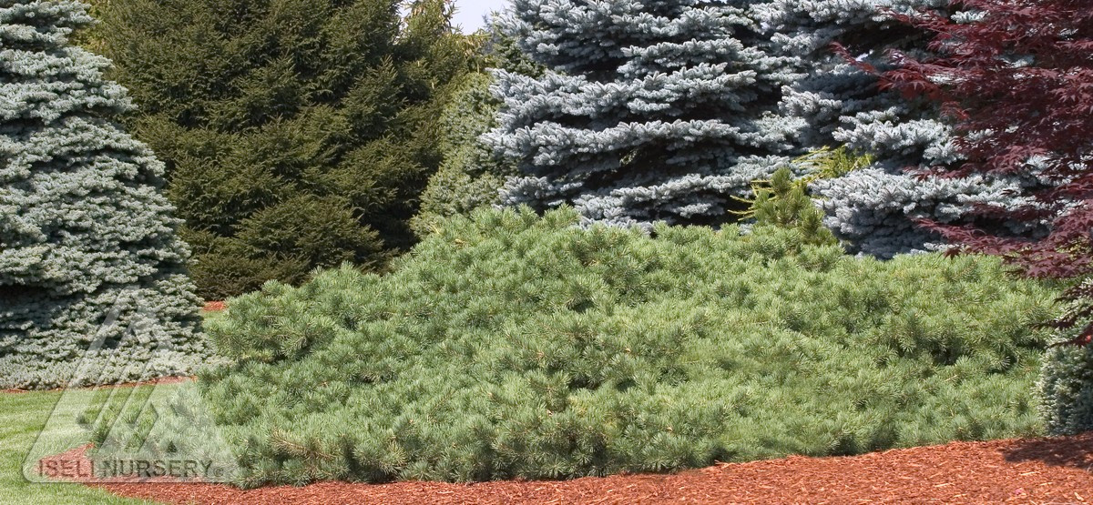 Pinus sylvestris 'Hillside Creeper' Creeping Scot's Pine - Kigi Nursery