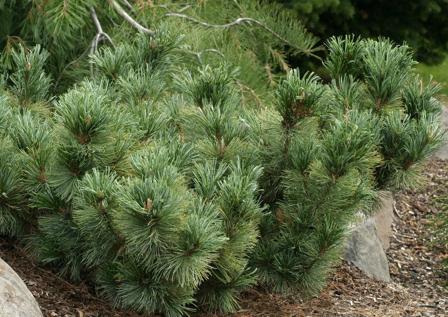 Pinus pumila 'Blue Dwarf' Dwarf Japanese Stone Pine - Kigi Nursery