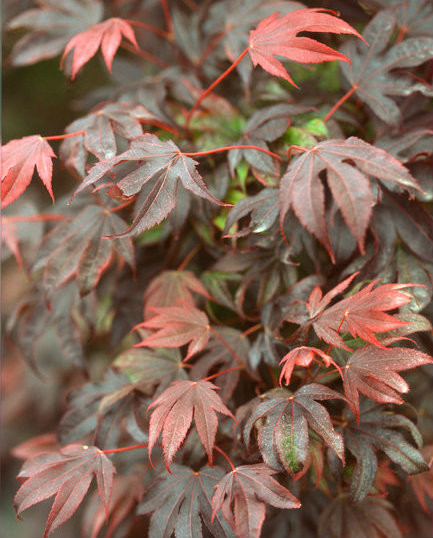 Acer palmatum 'Adrian's Compact' Dwarf Japanese Maple - Kigi Nursery