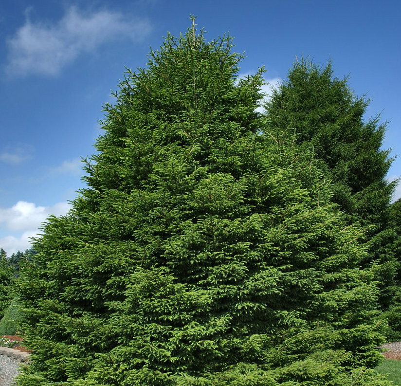 Picea orientalis 'Shadow's Broom' Dwarf Oriental Spruce - Kigi Nursery