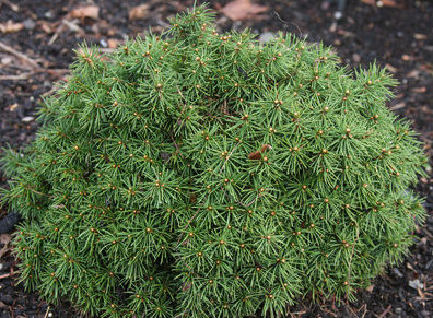 Picea abies 'Jana' Miniature Alberta Spruce - Kigi Nursery