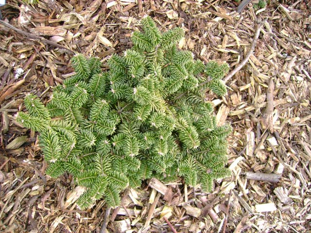 Abies balsamea ' Prostrata ' Dwarf Spreading Balsam Fir - Kigi Nursery