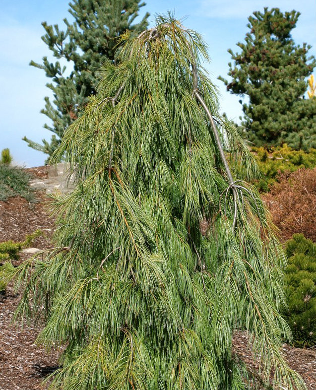 Pinus strobus 'Angel Falls' Weeping Eastern White Pine - Kigi Nursery