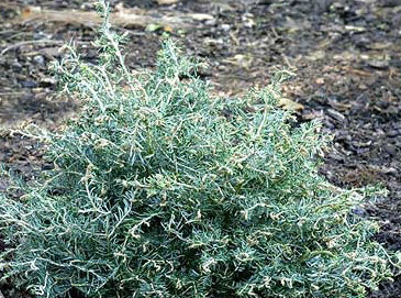 Tsuga canadensis 'Horsford Contorted' Dwarf Canadian Hemlock - Kigi Nursery