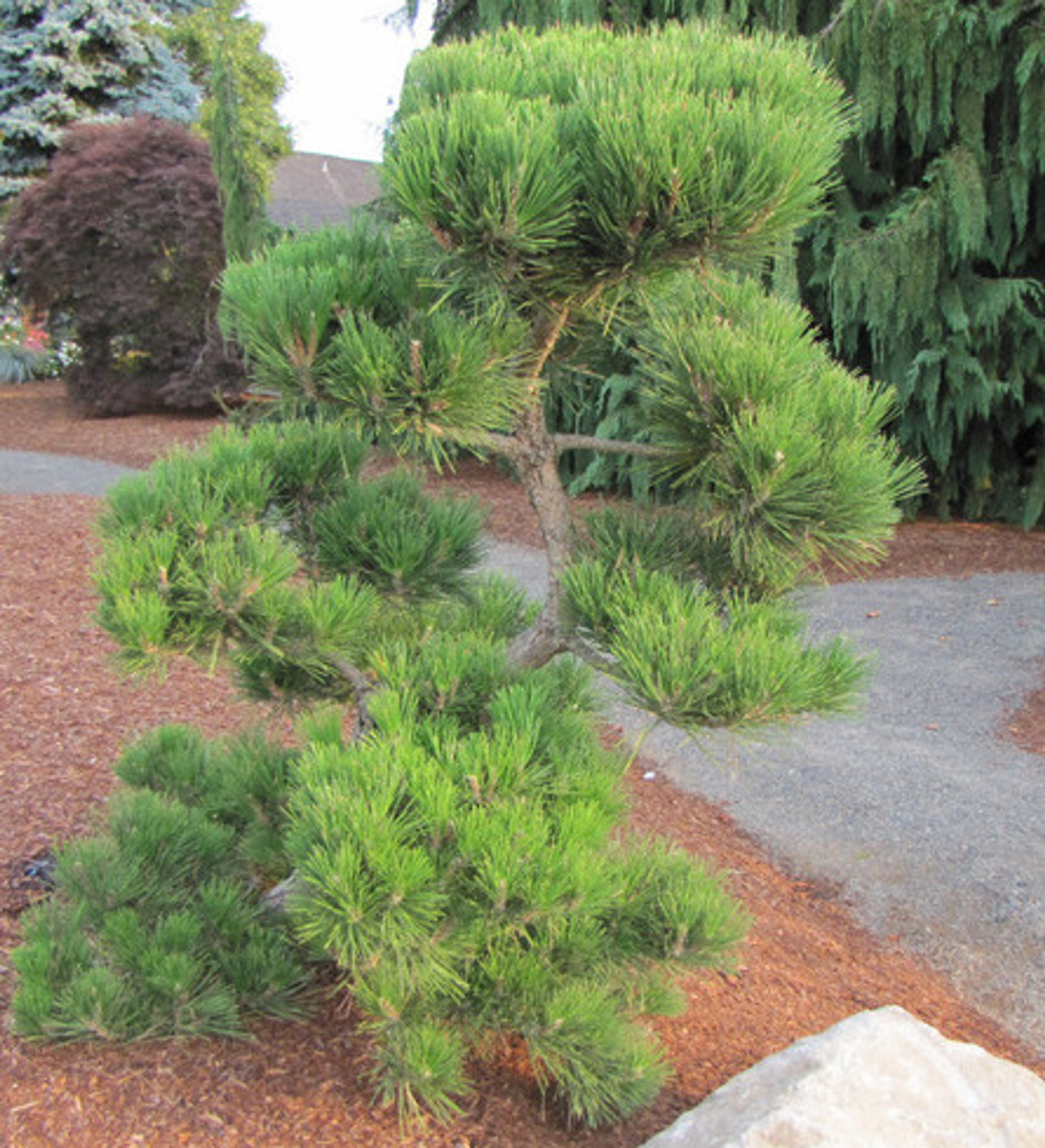 Pinus Thunbergiana Hakuho Dwarf Japanese Black Pine Kigi Nursery pinus-thunbergiana-hakuho-dwarf-japanese-black-pine-kigi-nursery