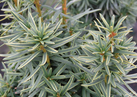 Taxus baccata 'David' Columnar Golden English Yew - Kigi Nursery