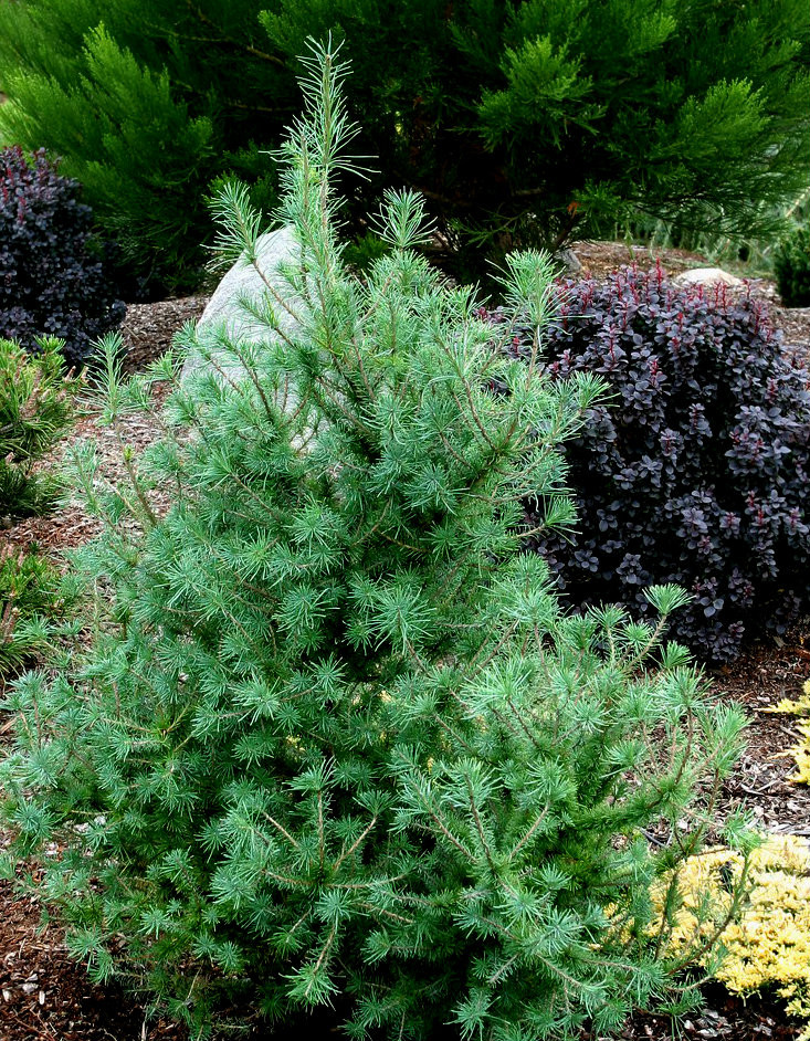 Larix laricina 'Deborah Waxman' Dwarf American Larch - Kigi Nursery