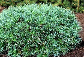 Pinus strobus 'Coney Island' Dwarf Eastern White Pine - Kigi Nursery