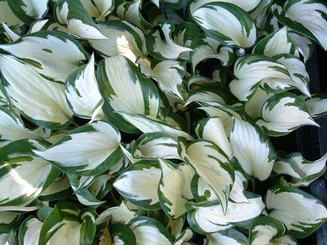 Hosta 'Fire and Ice' White Center with Green Margin - Kigi Nursery