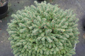 Picea abies 'Malena' Miniature Norway Spruce - Kigi Nursery