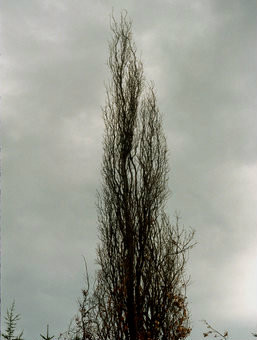 Fagus sylvatica 'Dawyck Gold' Golden Columnar Beech Tree - Kigi Nursery