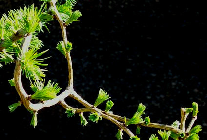 Larix decidua 'Horstmann's Recurved' Contorted Larch - Kigi Nursery