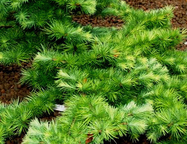 Larix kaempferi 'Tunis' Dwarf Japanese Larch - Kigi Nursery