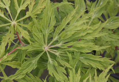 Acer japonicum 'Oregon Fern' Fullmoon Maple - Kigi Nursery