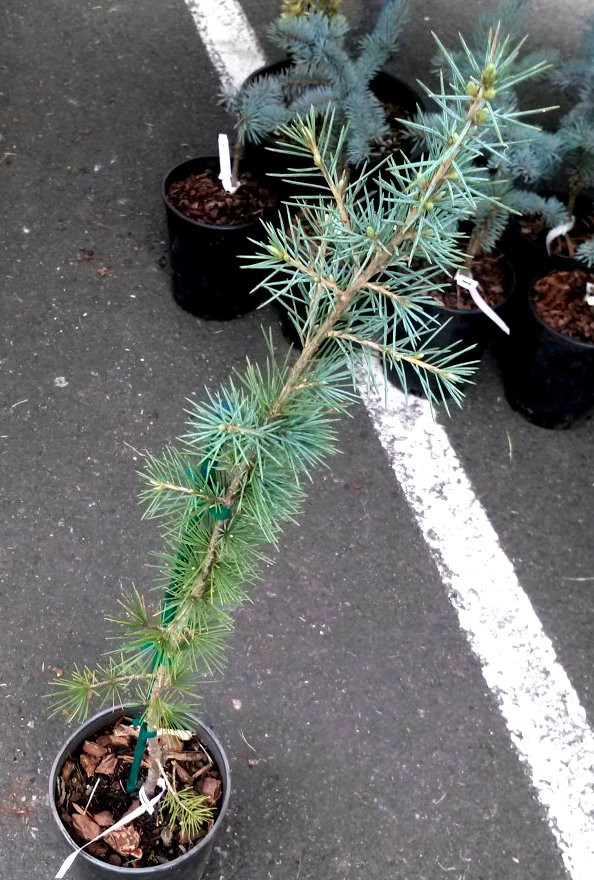 Cedrus deodara 'Electra Blue' Himalayan Cedar - Kigi Nursery