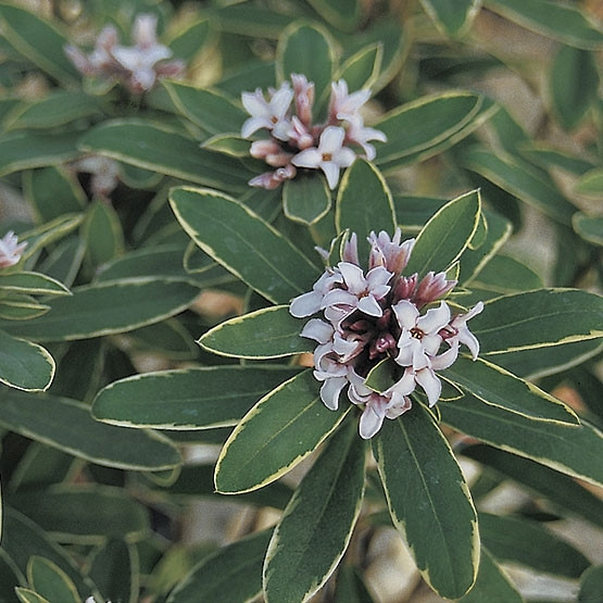 Daphne x transatlantica ' Summer Ice ' Variegated Hybrid Daphne - Kigi ...
