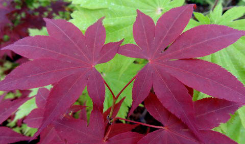 Acer palmatum 'Red Spray' Japanese Maple Tree - Kigi Nursery