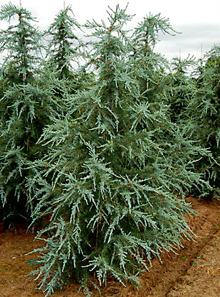 Cedrus deodara 'Sanders Blue' Blue Himalayan Cedar - Kigi Nursery