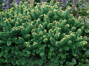 Abies balsamea ' Nana ' Dwarf Balsam Fir - Kigi Nursery