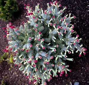 Picea mariana ' Blue Tear Drop ' Dwarf Black Spruce - Kigi Nursery