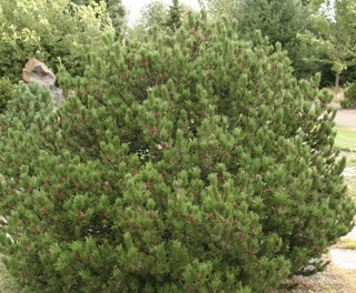 Pinus contorta 'Spaan's Dwarf' Shore Pine - Kigi Nursery