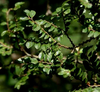 Ulmus parvifolia 'Seiju' Dwarf Chinese Elm Tree - Kigi Nursery