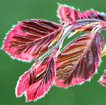 Fagus sylvatica 'Purpurea Tricolor' Deep Purple Variegated Beech - Kigi ...