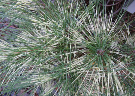 Pinus densiflora 'Cesarini's Variegated' Japanese Red Pine - Kigi Nursery
