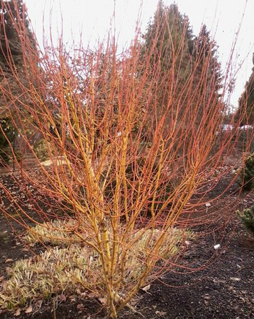 Acer palmatum 'Bihou' Coral Yellow Bark Japanese Maple Tree - Kigi Nursery