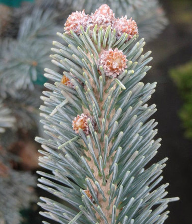 Abies lasiocarpa ' Glacier ' Blue Subalpine Fir - Kigi Nursery