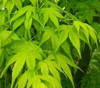 Acer palmatum ' Ukon ' Japanese Maple Tree - Kigi Nursery