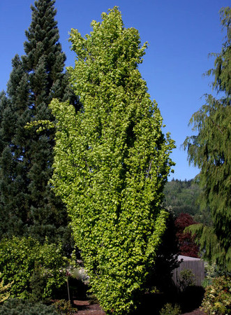 Fagus sylvatica 'Dawyck Gold' Golden Columnar Beech Tree - Kigi Nursery