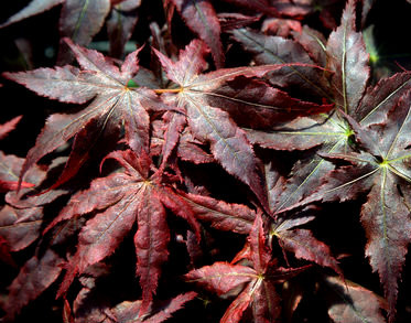 Acer palmatum 'Ruby Ridge' Japanese Maple Tree - Kigi Nursery