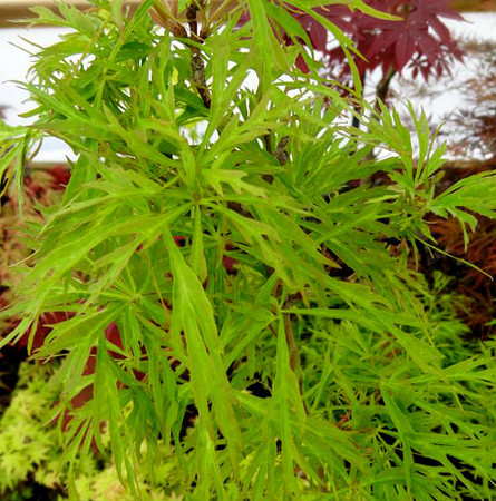 Acer x japonicum 'Gossamer' Hybrid Maple Tree - Kigi Nursery