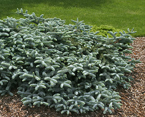 Abies procera 'Glauca Prostrata' Crawling Dwarf Blue Noble Fir - Kigi ...