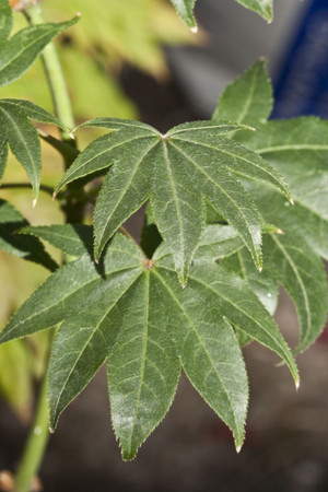 Acer palmatum ' Hogyoku ' Japanese Maple - Kigi Nursery