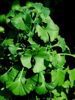 Ginkgo biloba ' Mariken ' Dwarf Maidenhair Tree - Kigi Nursery