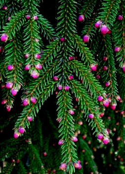Pinus nigra ' Frank ' Dwarf Columnar Austrian Pine - Kigi Nursery