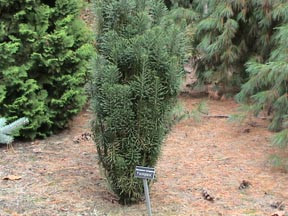 Cephalotaxus harringtonia ' Hedgehog ' Dwarf Japanese Plum Yew - Kigi ...