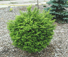 Tsuga diversifolia ' Loowit ' Dwarf Northern Japanese Hemlock - Kigi ...