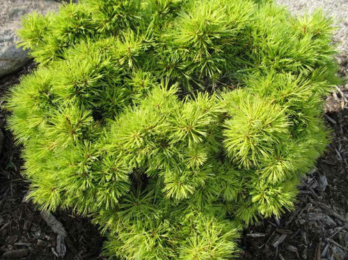 Pinus strobus ' Blue Shag ' Dwarf Eastern White Pine - Kigi Nursery