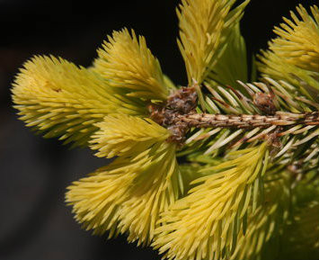 Picea orientalis ' Firefly ' Dwarf Golden Oriental Spruce - Kigi Nursery